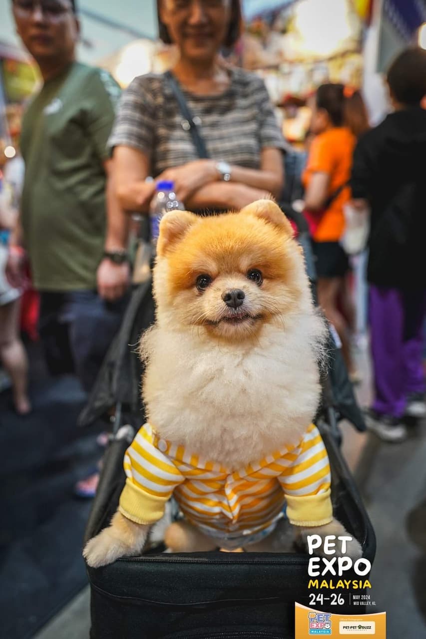 有没有哪一瞬间发现你很爱你的宠物 - MY_Pets板 | Dcard