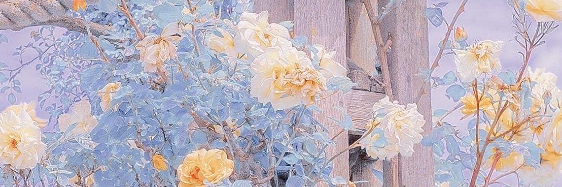 🥕🥕🥕 (@rabbit157_c) | Dcard