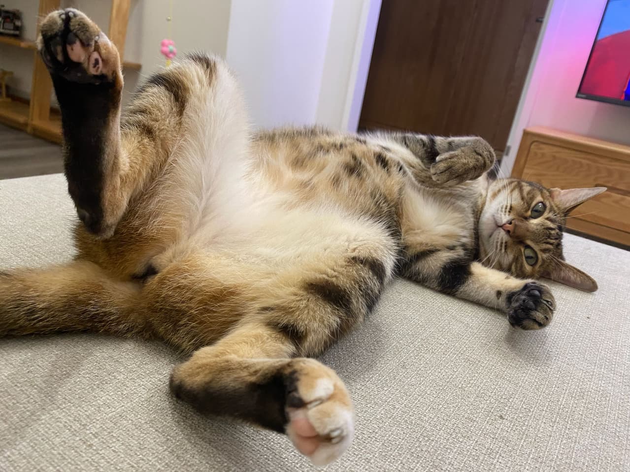 你都記得鏟屎，怎會不記得臉色 - B19 留言 | Dcard