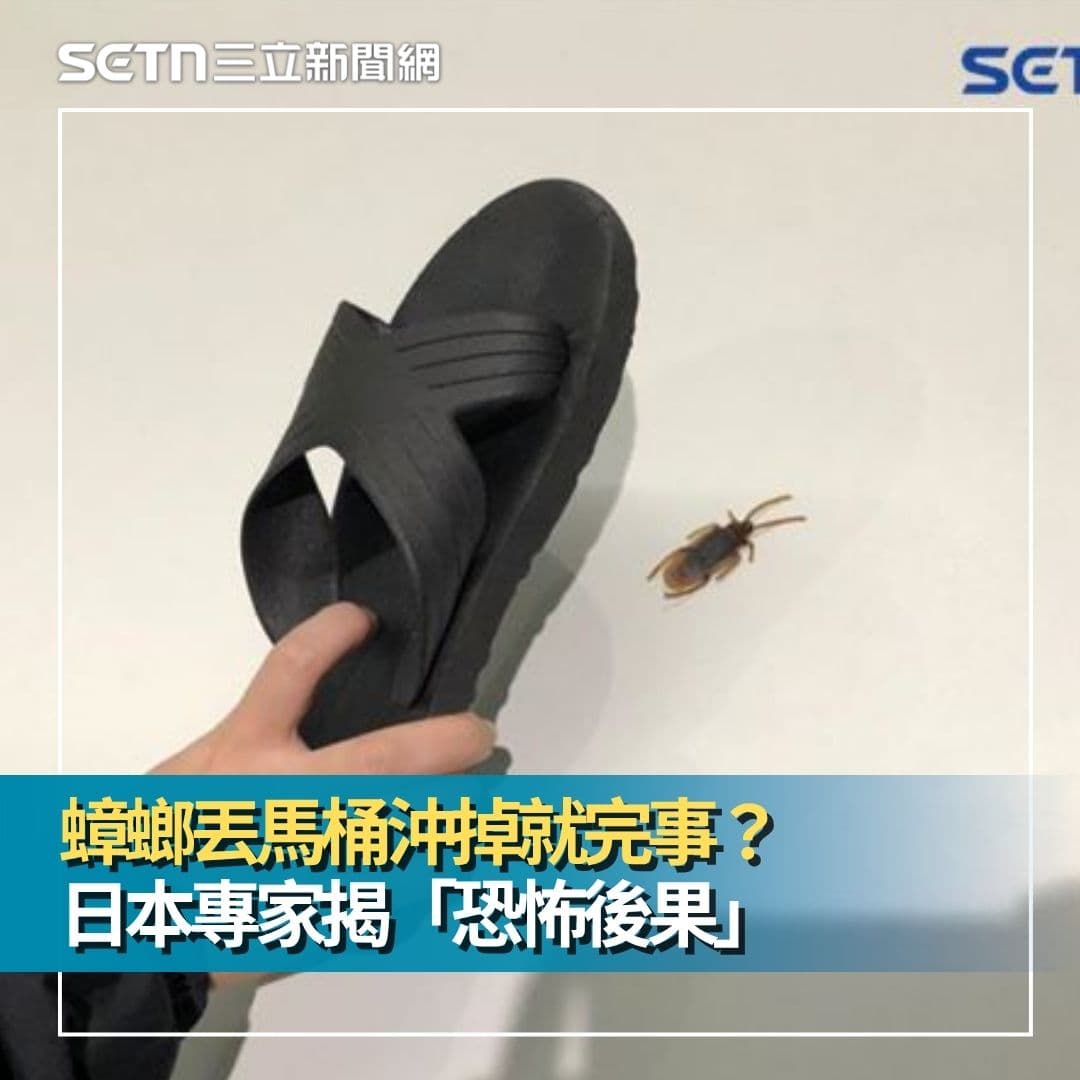 蟑螂丟馬桶沖掉就完事？日本專家揭「2大恐怖後果」：千萬不要 - SETN三立新聞網 (@setn54) | Dcard