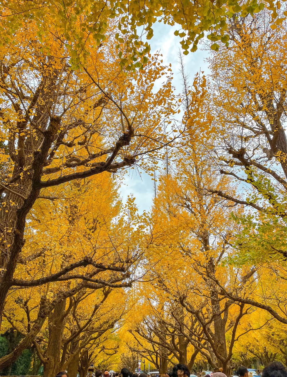 東京11月7天自由行 D4-D6 銀杏/惠比壽聖誕燈 - 日本旅遊板 | Dcard