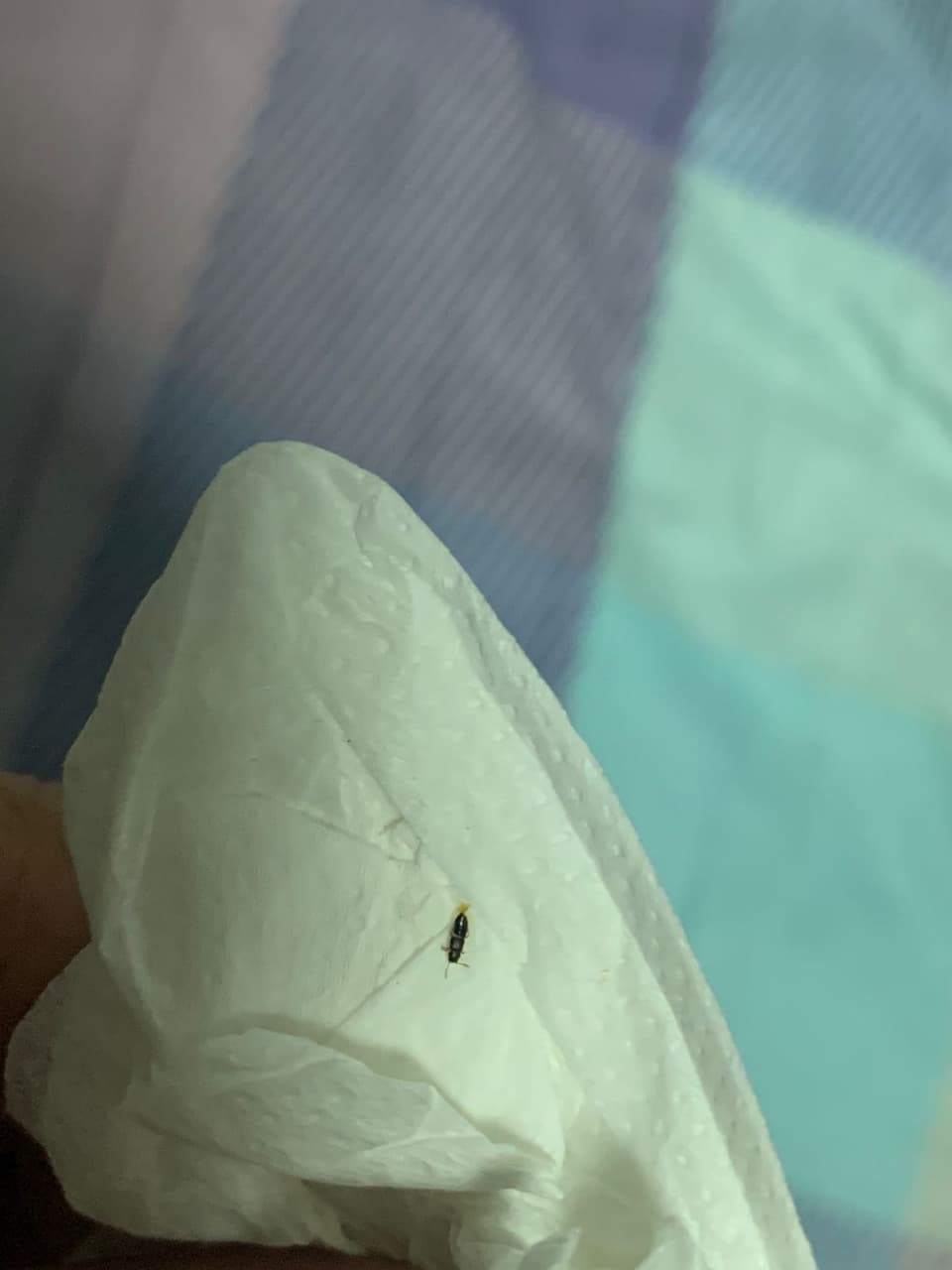 鑑定 鑑定 請問這是什麼蟲?這是隱翅蟲嗎 昆蟲板 Dcard