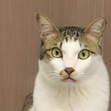 #試用 WANGZA自信無限王子霜 - B8 留言 | Dcard