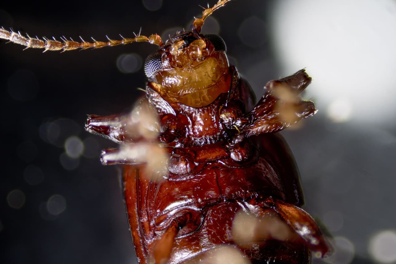 #分享 昆蟲攝影 5 - 昆蟲板 | Dcard