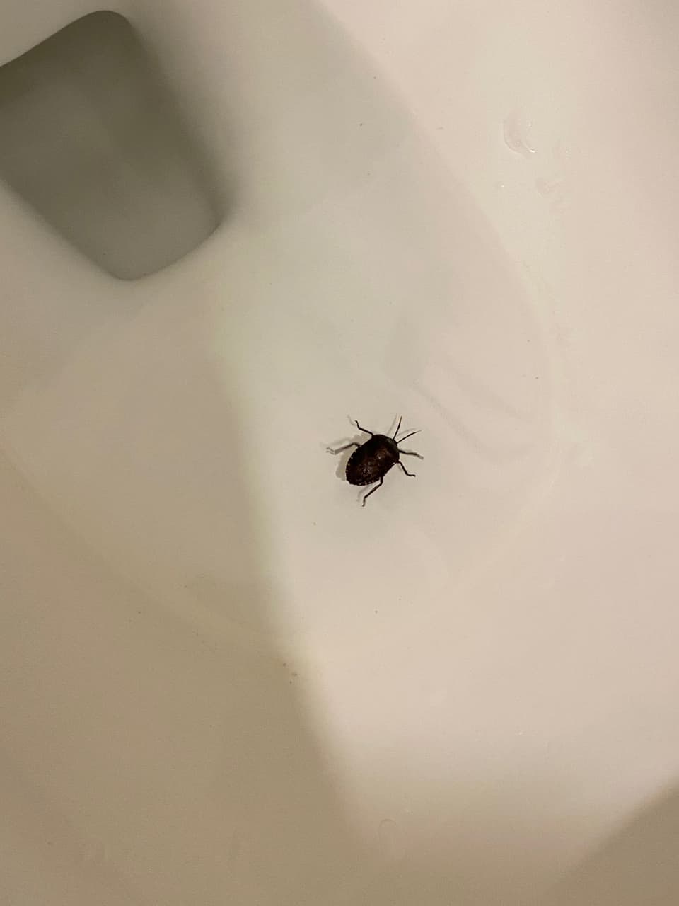 請益 請問這是什麼蟲蟲😭 昆蟲板 Dcard