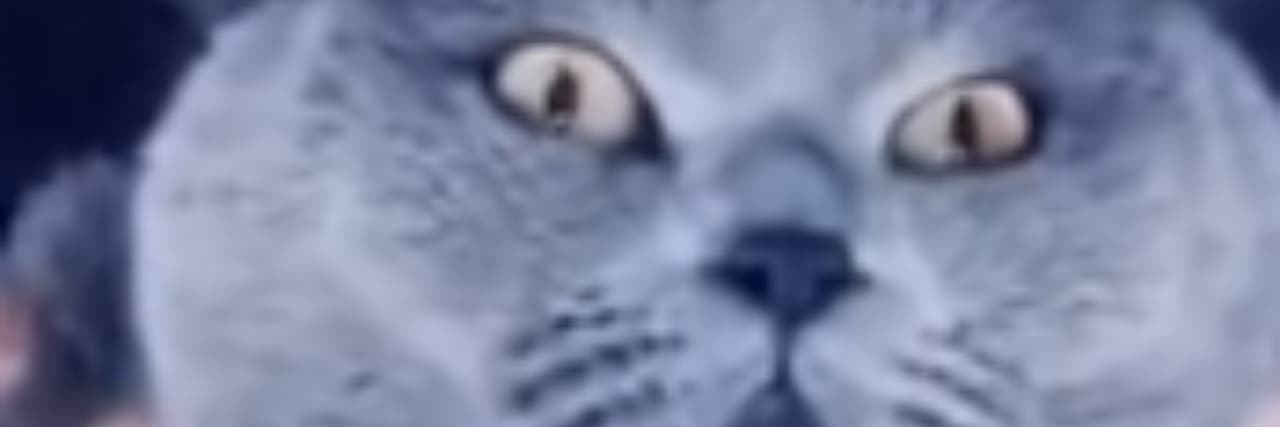 Kato-cat加藤貓 (@kato_cat) | Dcard