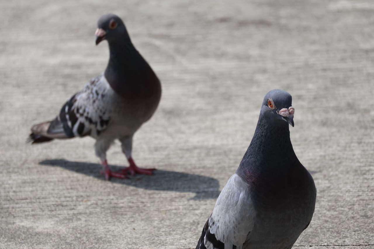 咕 - 定期潛水 (@iyu_12) | Dcard