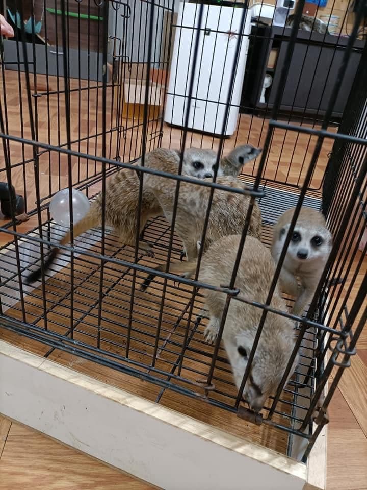 #更 我竟然擁有了自己的狐獴 - B23 留言 | Dcard