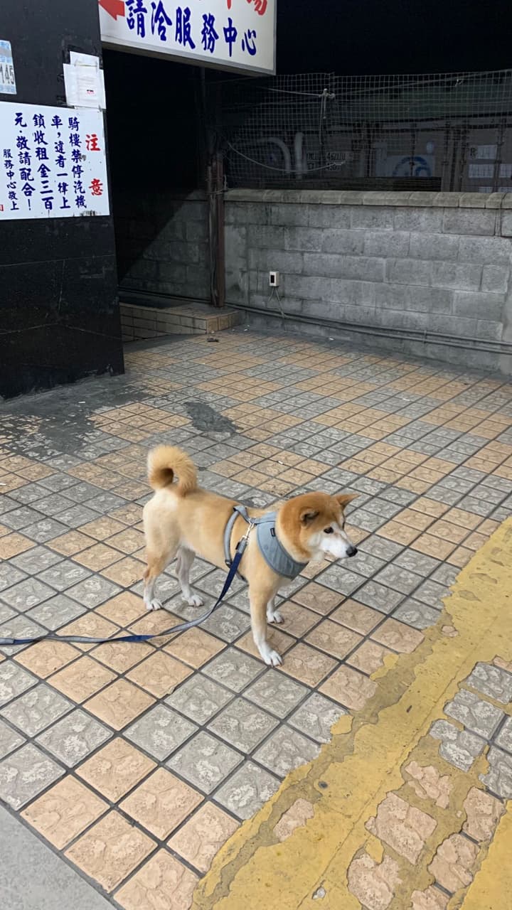 協尋學生證🥹🥹 輔仁大學板 Dcard