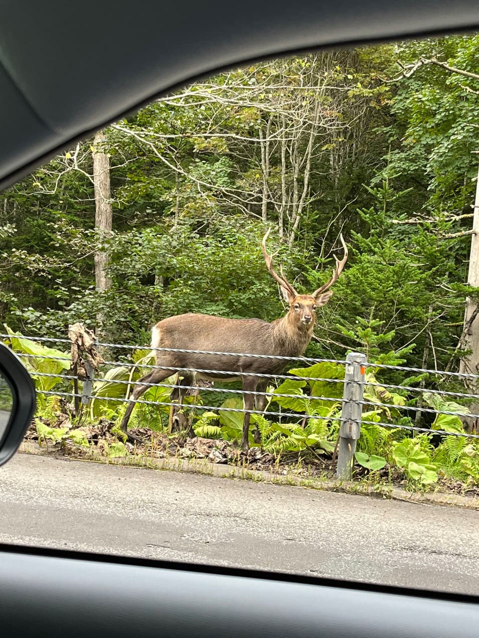 從北海道回來了，遇到好多野生小動物(^o^)/ - 小肥魚魚 (@smallfatfish) | Dcard