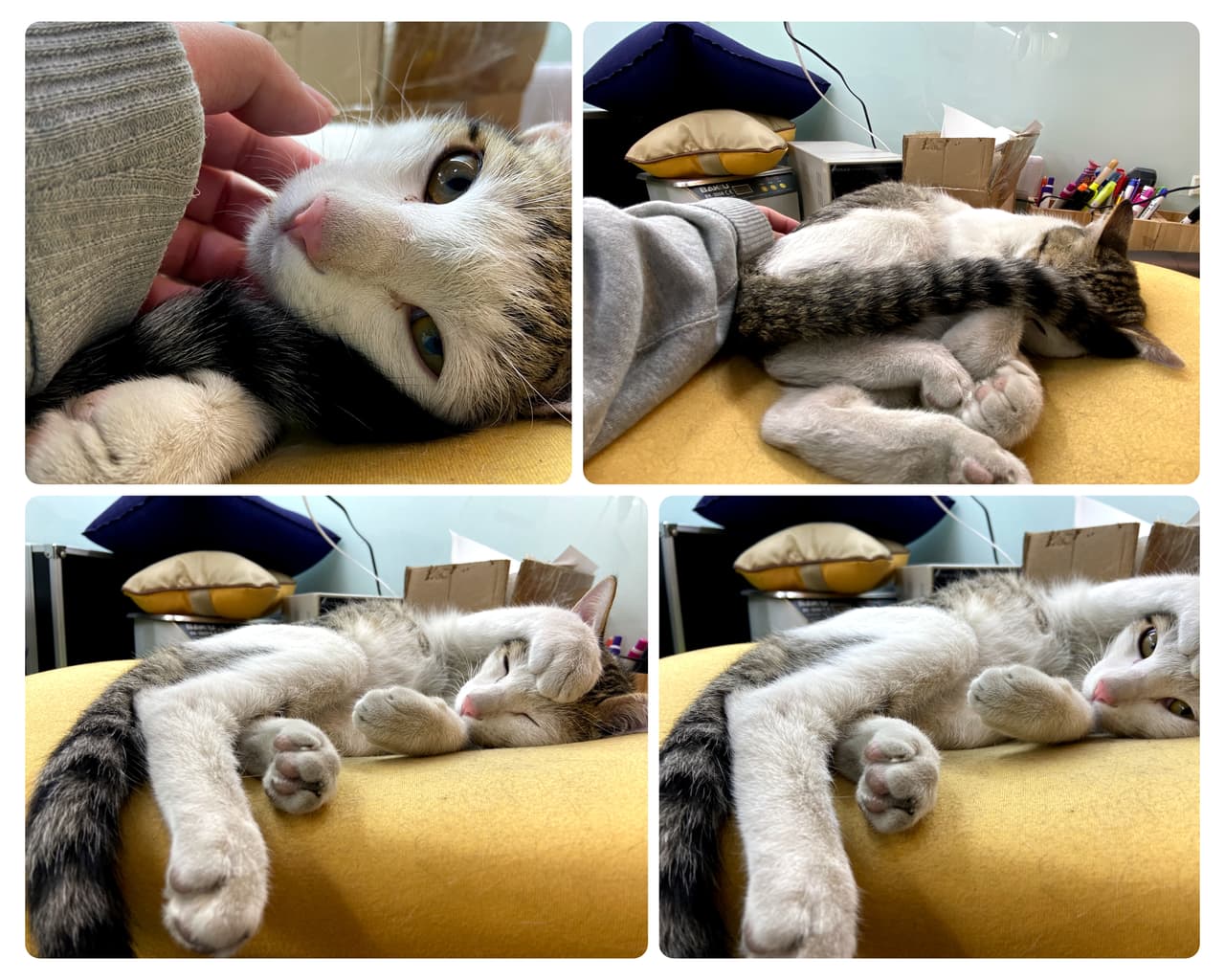 本丸喵喵喵 - 本丸 (@r.x_0202) | Dcard