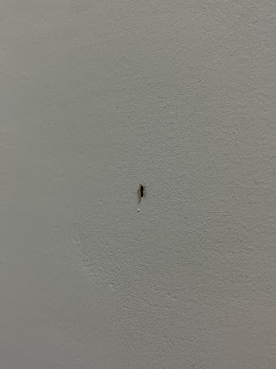 請益 請問這是什麼蟲? 昆蟲板 Dcard