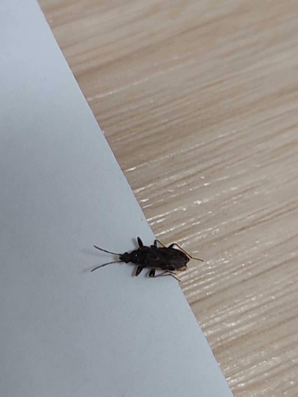 鑑定 請益鑑定 昆蟲板 Dcard