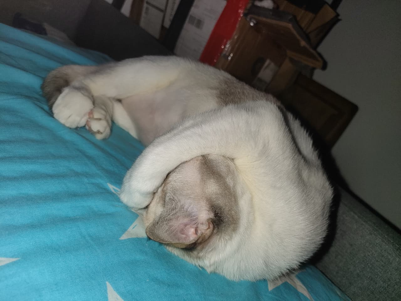 唔哦哦哦哦好亮----！ - MY_Pets板 | Dcard