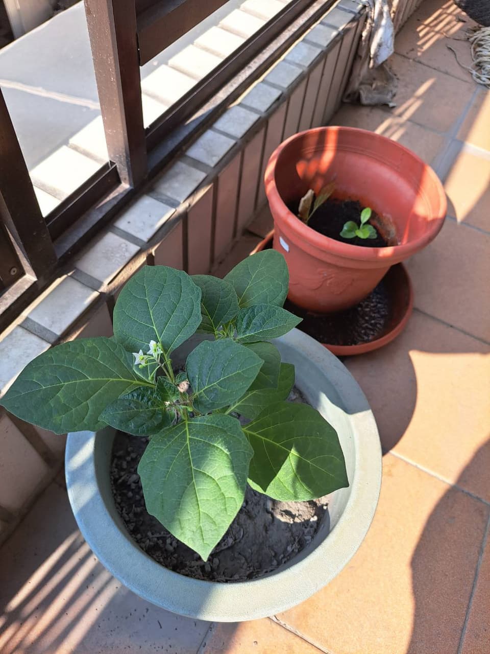 開版第一篇文章(頻果樹開花) - 科普神通 (@pudon) | Dcard