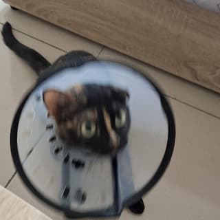 M🐾 01 (@zero0101) | Dcard