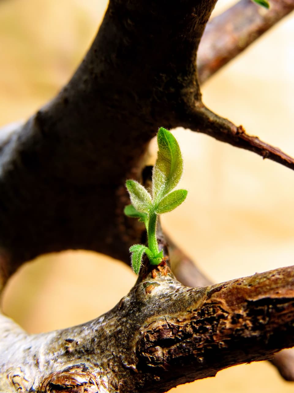 #木本 沒藥樹 - 植物板 | Dcard