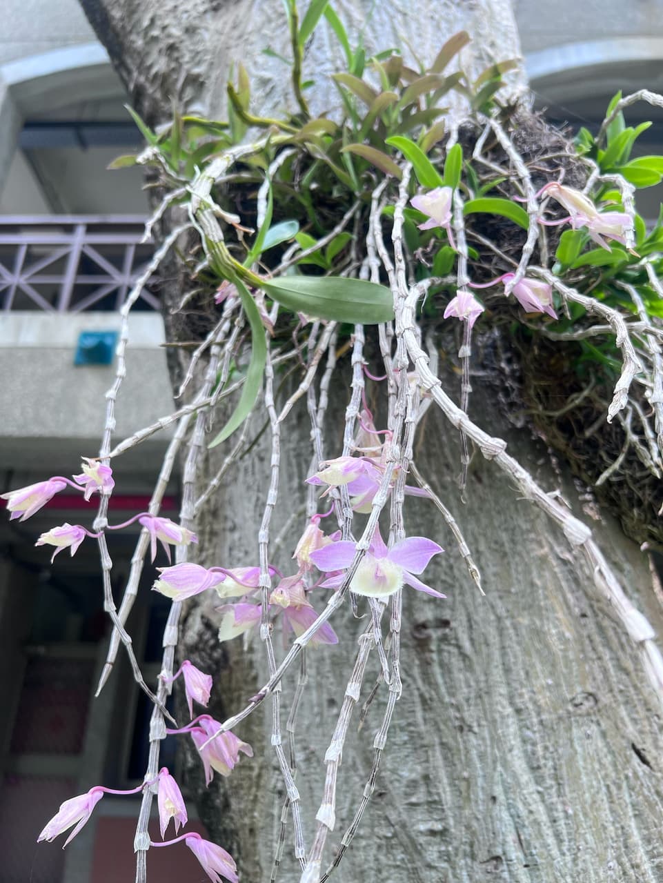 這什麼花有人知道嗎？ - 凱基小恩🎊 (@lilen_169twcbl) | Dcard