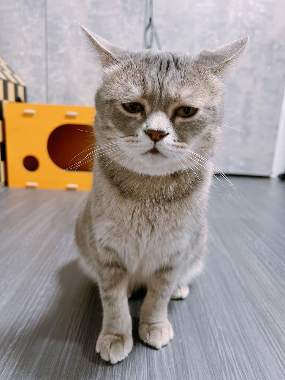 阿嬤養的貓 - 搗灰的娘親 (@mm951113) | Dcard