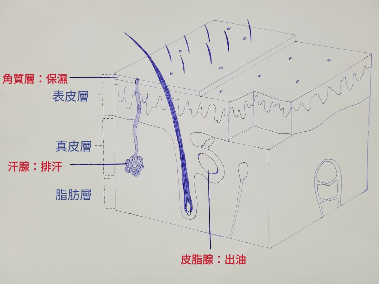 #分享 肌膚保濕不足，導致皮膚「代償性出油」，有這回事? - 喜歡簡單保養的商品開發 (@davin1982) | Dcard