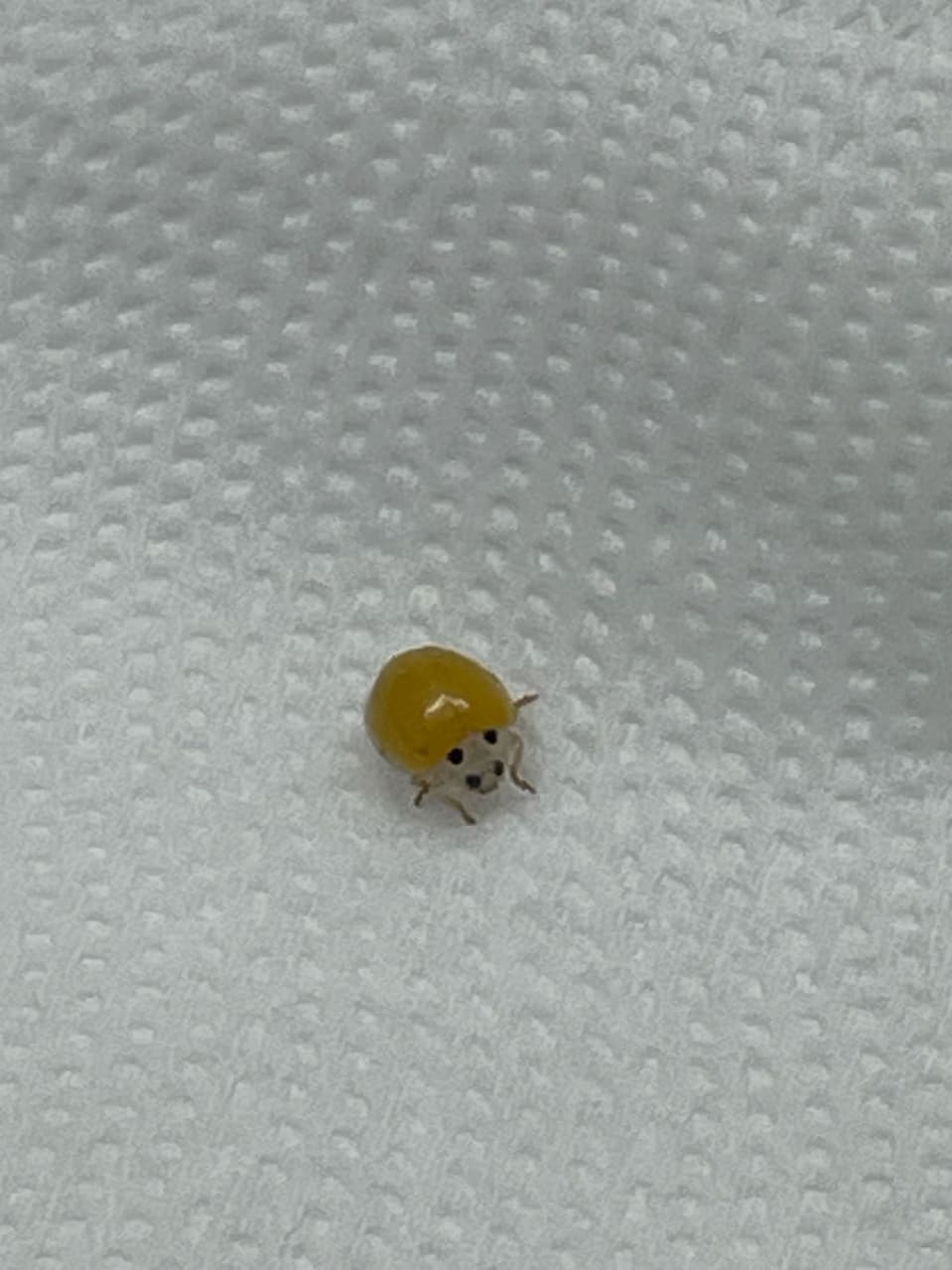 鑑定 這是瓢蟲嗎 昆蟲板 Dcard