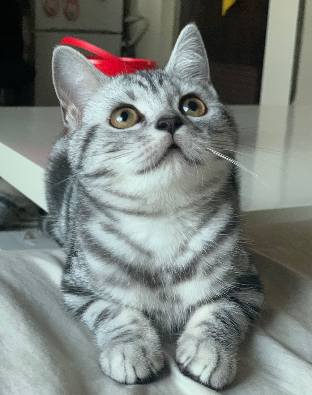 終於養到貓了！！ - B13 留言 | Dcard