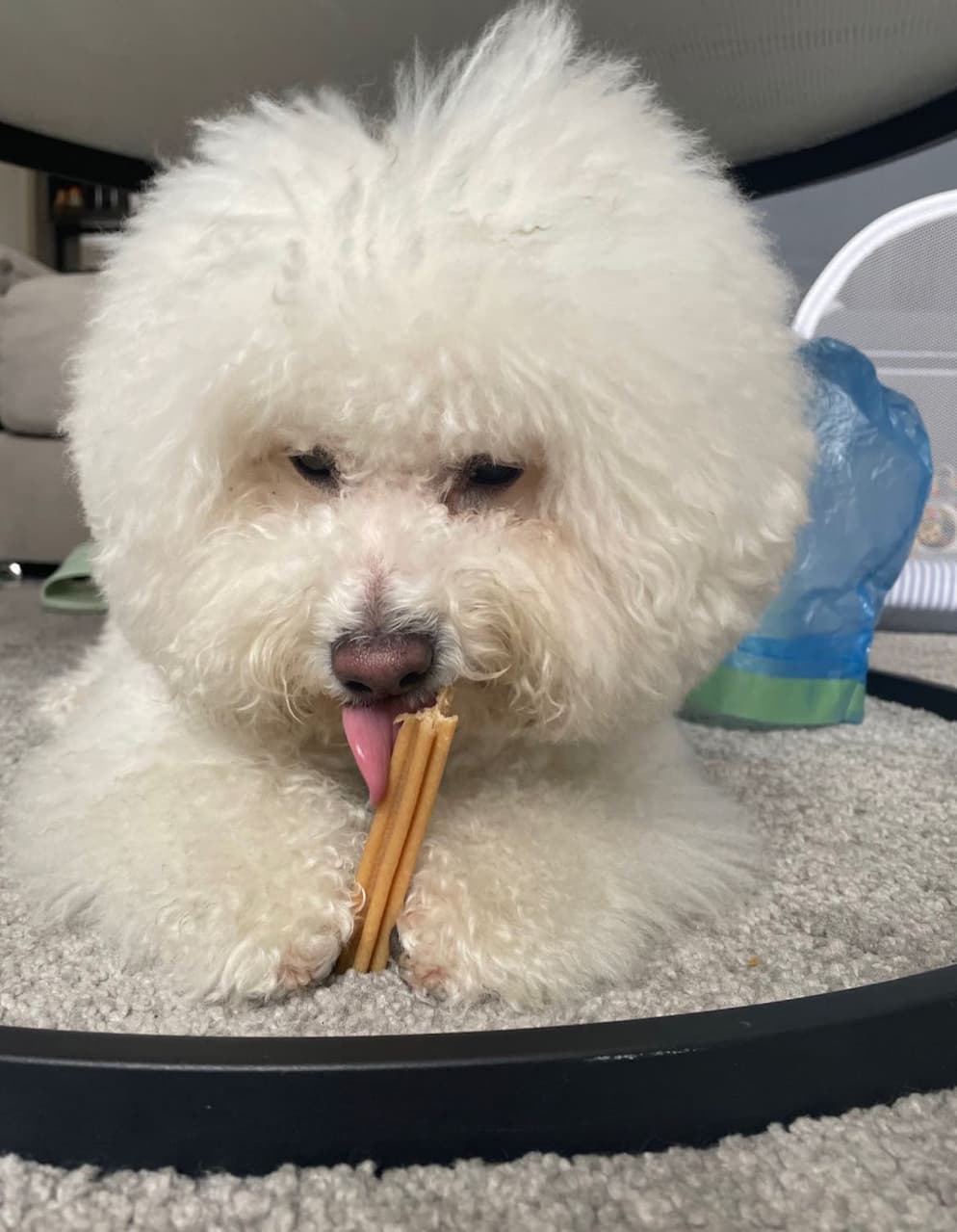 #圖 #狗# 我家比熊日常保養～ - 寵物板 | Dcard