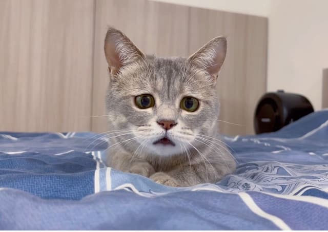 貓的瞳孔放大術 - 搗灰的娘親 (@mm951113) | Dcard