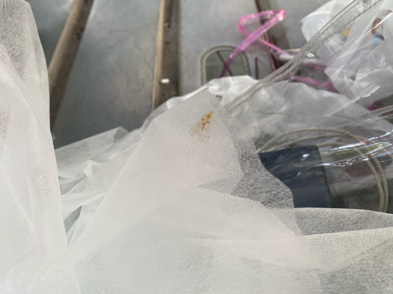 鑑定 請問這是什麼蟲蟲 昆蟲板 Dcard
