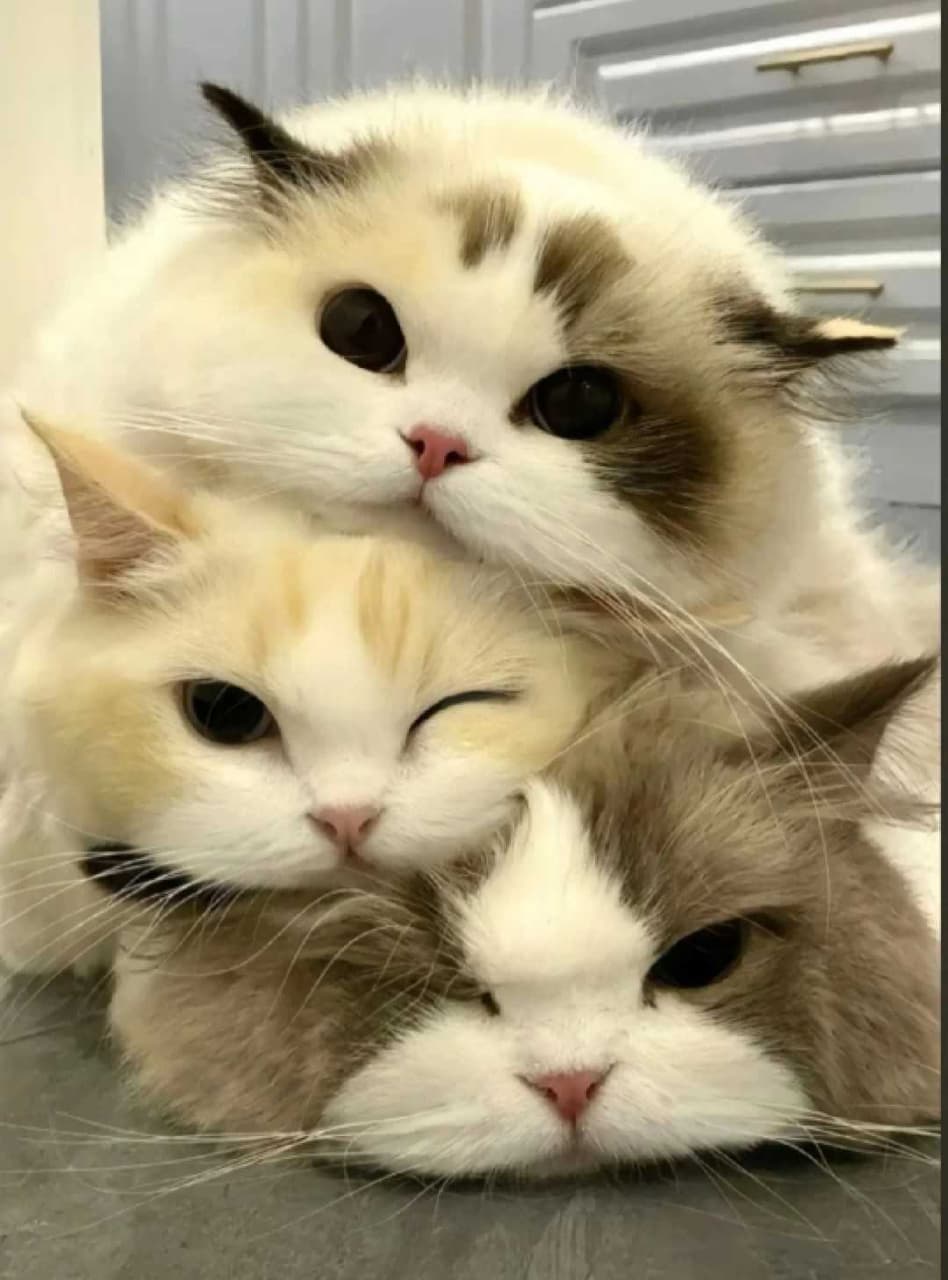 2025日本參院選預測（上）概述與區域席次篇 - 貓貓頭社長 (@katzenkopf) | Dcard