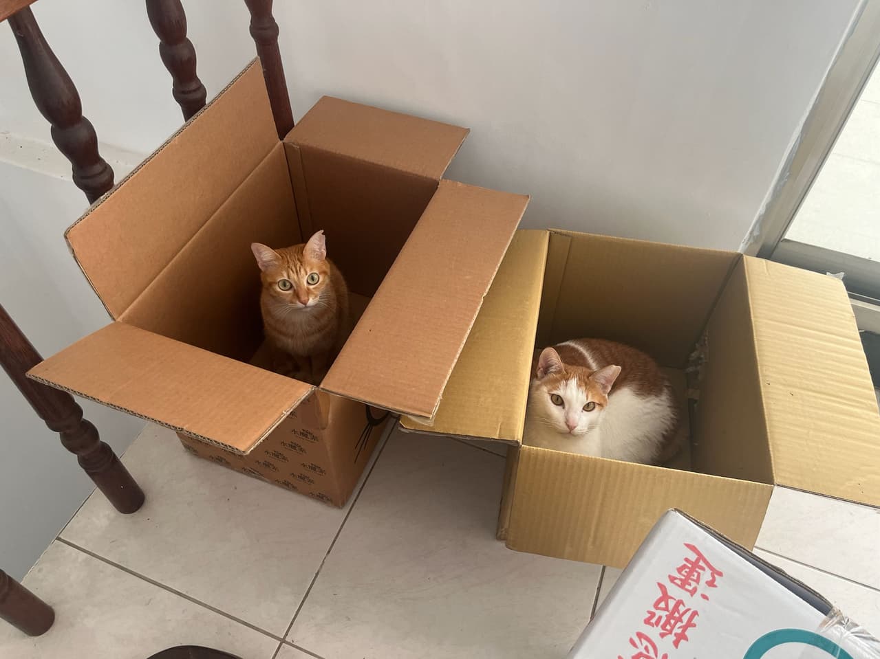 DCard私訊SOP - 布丁貓 (@putingcat) | Dcard