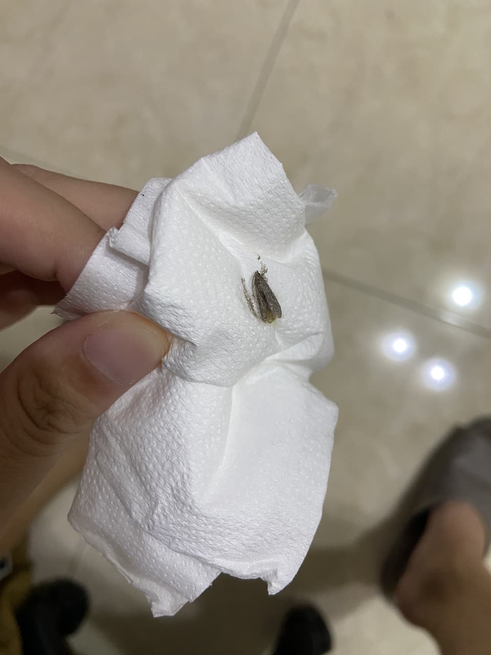 鑑定 請問這是什麼蟲子? 昆蟲板 Dcard