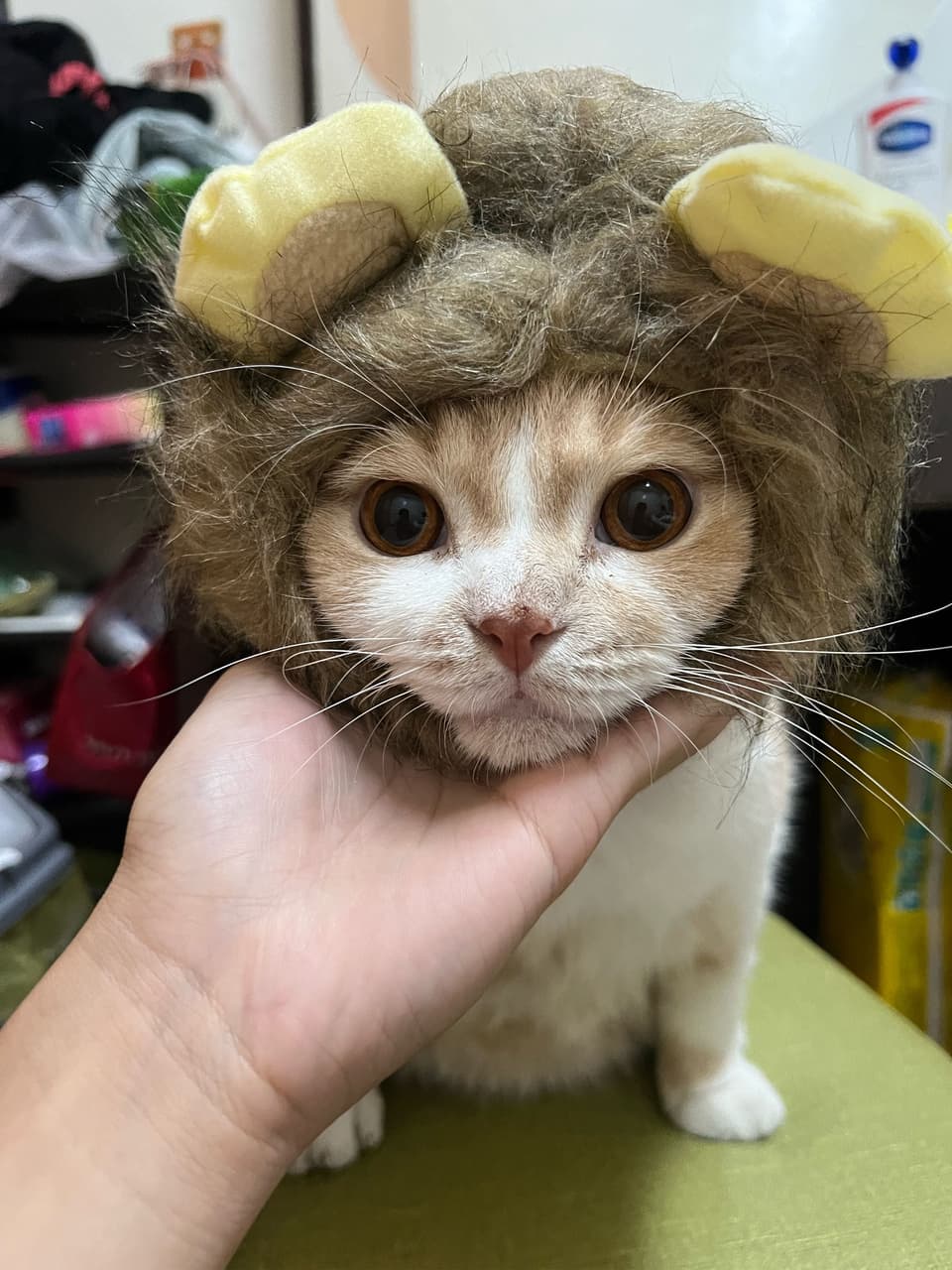 小湯今天cos辛巴 - 東京都立咒術高等專門學校 (@ice.) | Dcard