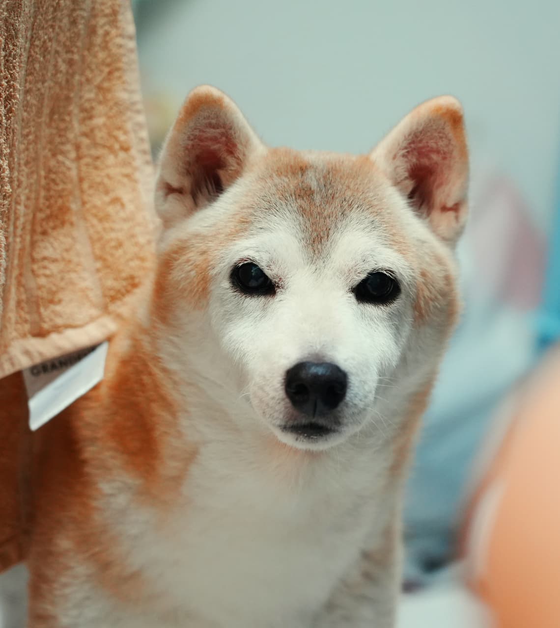 wink柴參戰😉 - 長相請益板 | Dcard