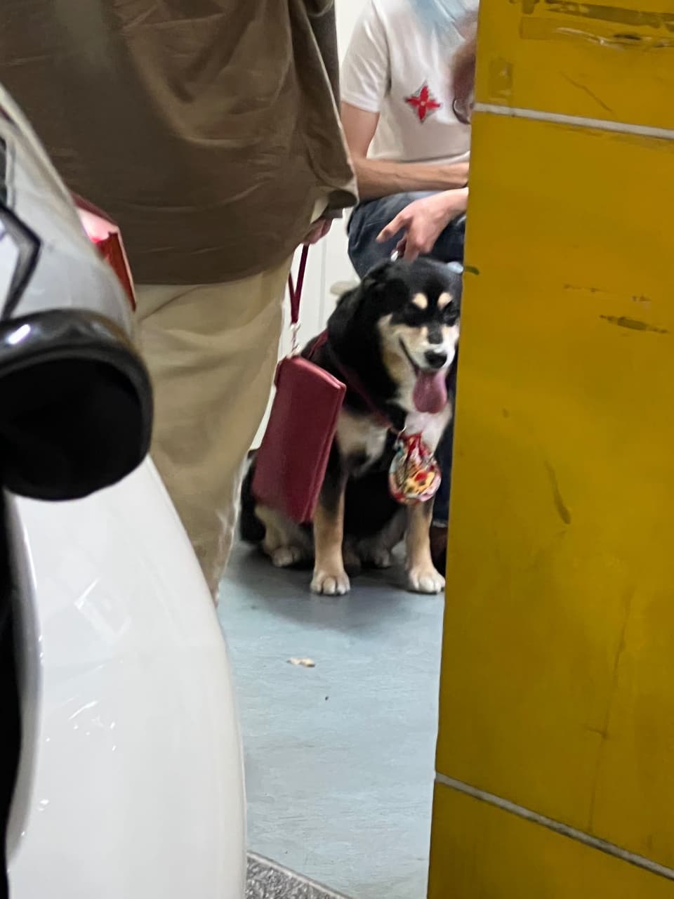 寵物醫院觀察日記？ 黑柴小吉の週更 IV - 柴可夫斯吉 (@vera.w__) | Dcard