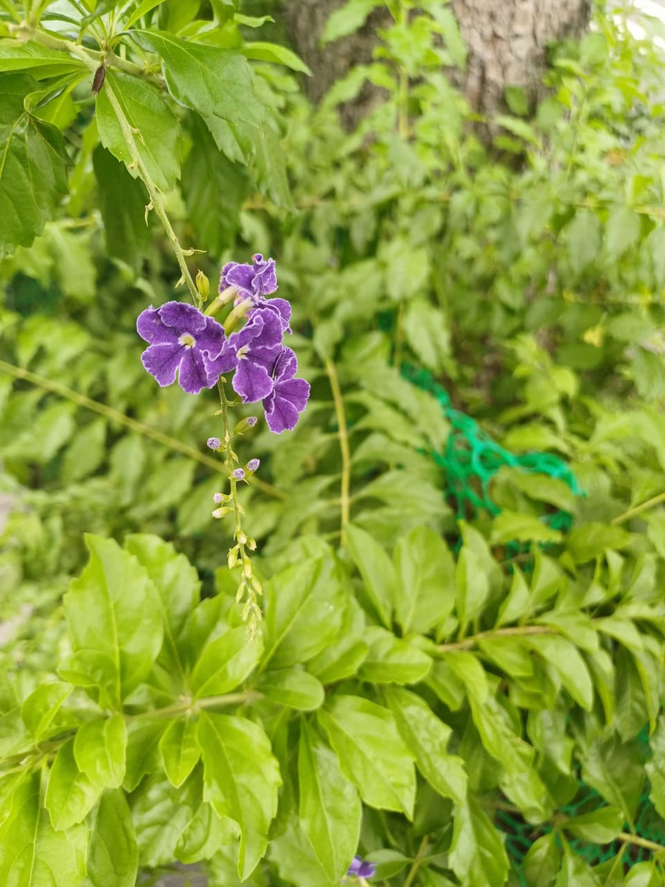 不專業的拍攝者 - 歐皇貓貓 (@tsai_ching) | Dcard