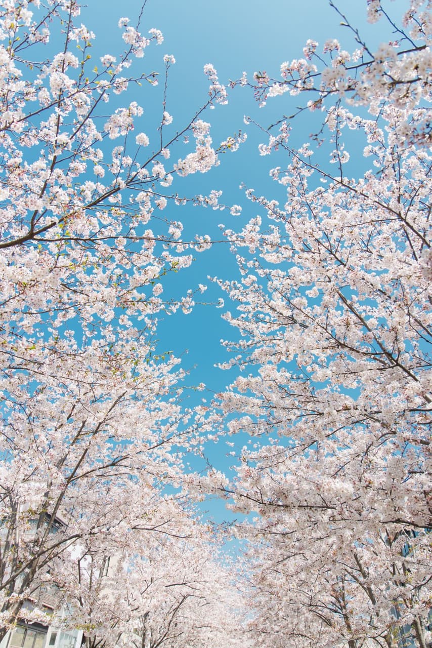 個版第一篇&鎌倉櫻花盛開啦🌸 - 法蘭克福 (@frankucc) | Dcard