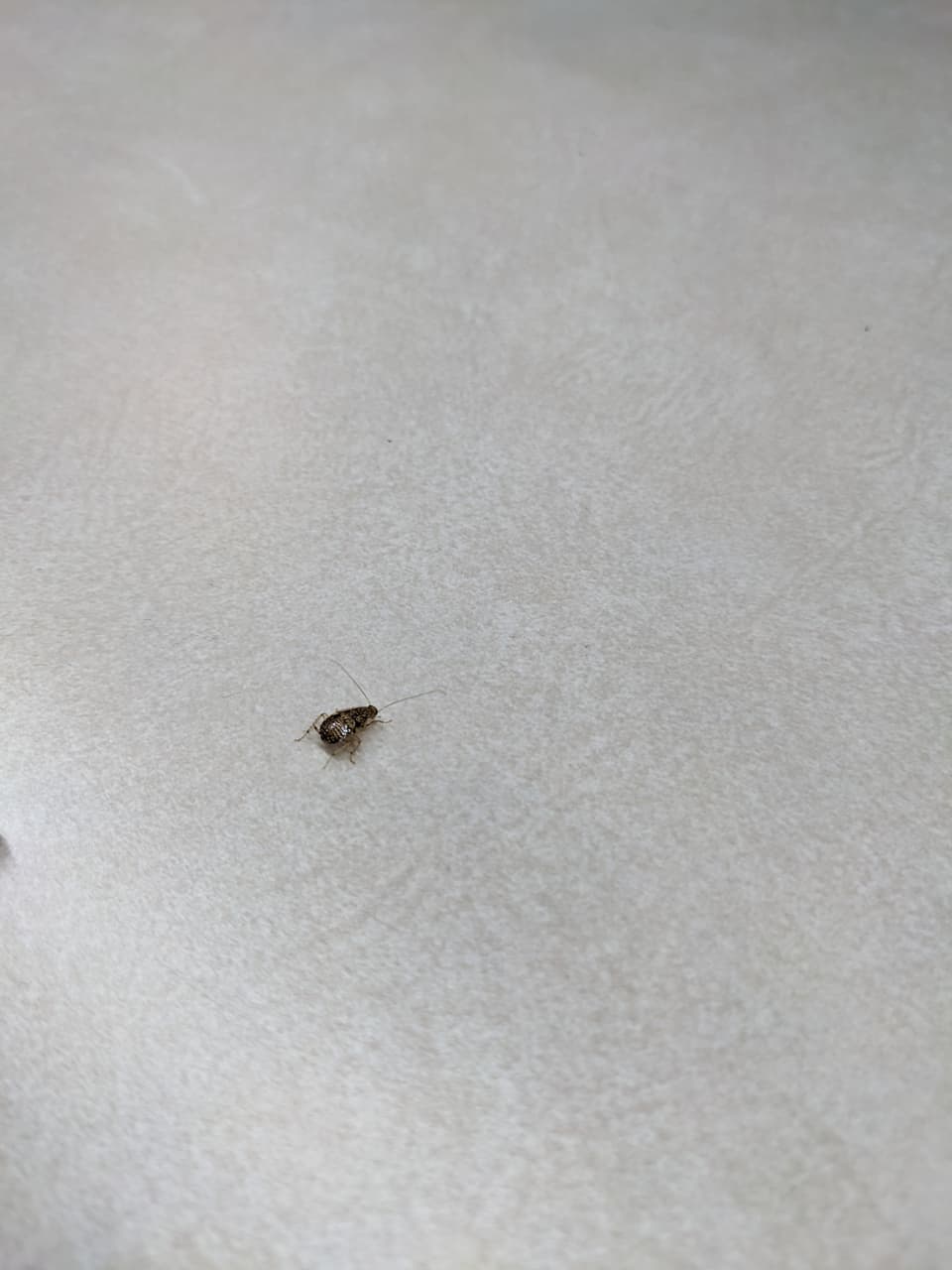 鑑定 請問這是蟑螂嗎? 昆蟲板 Dcard