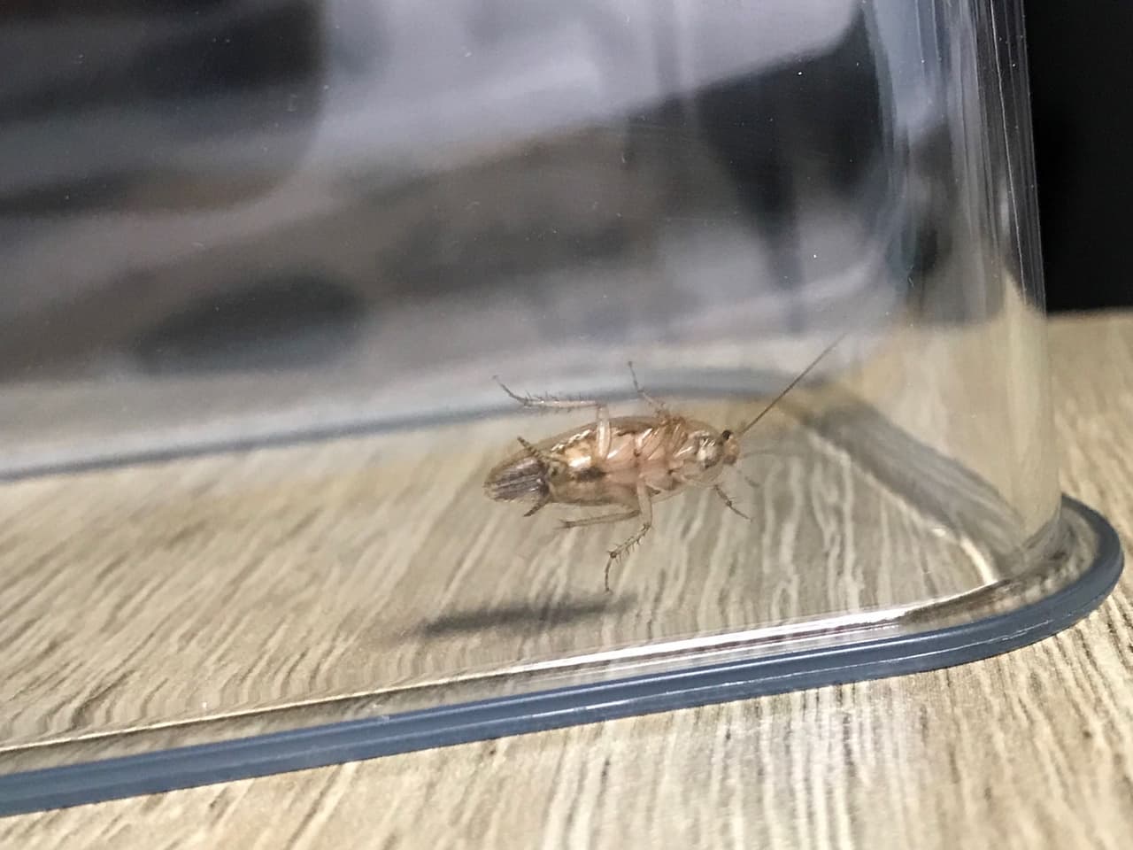 鑑定 鑑定 這是蟑螂嗎😰 昆蟲板 Dcard
