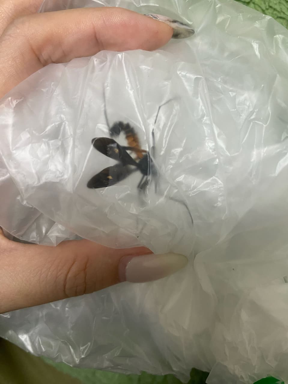 鑑定 請益 請問這是什麼昆蟲 昆蟲板 Dcard