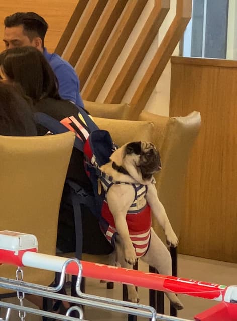 小狗可以這樣背嗎🤯 - B9-5 留言 | Dcard