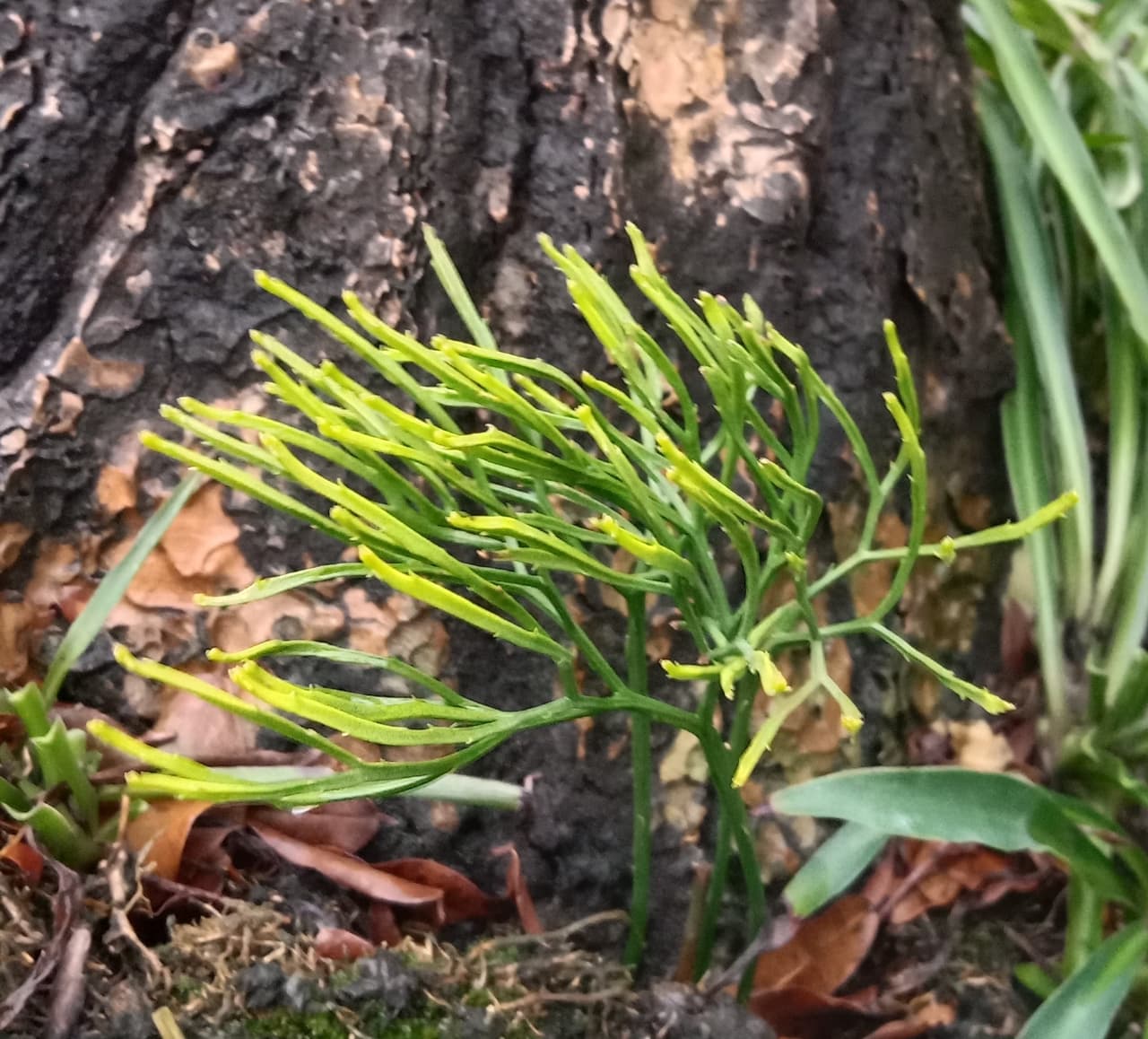 #草本 沒有葉子的小草... - 植物板 | Dcard