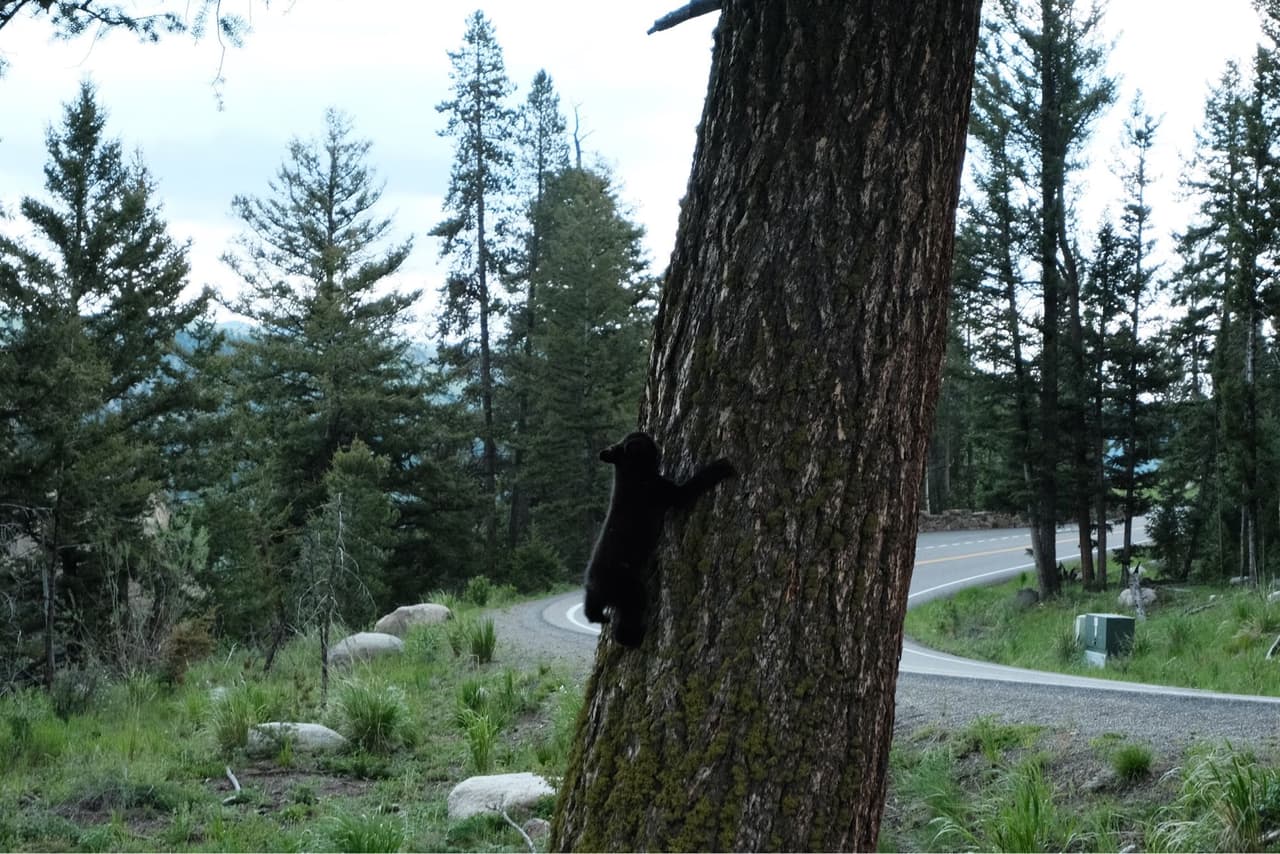 2022美國打工旅遊🇺🇸 #IEE #黃石公園 - 旅遊板 | Dcard