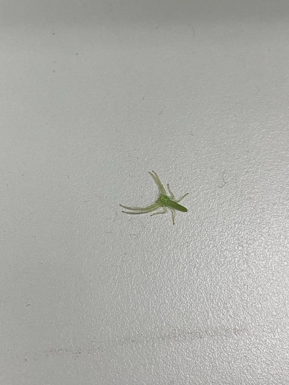 請益 請益 這是什麼蟲蟲 昆蟲板 Dcard