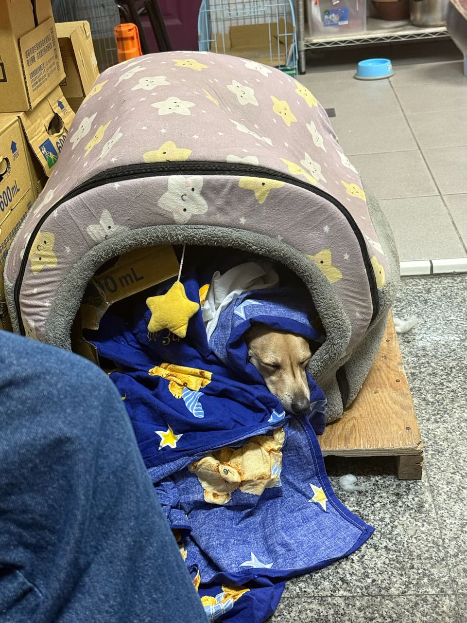 #長相 一直不知道自己長怎樣（已撤照） - B31-1 留言 | Dcard