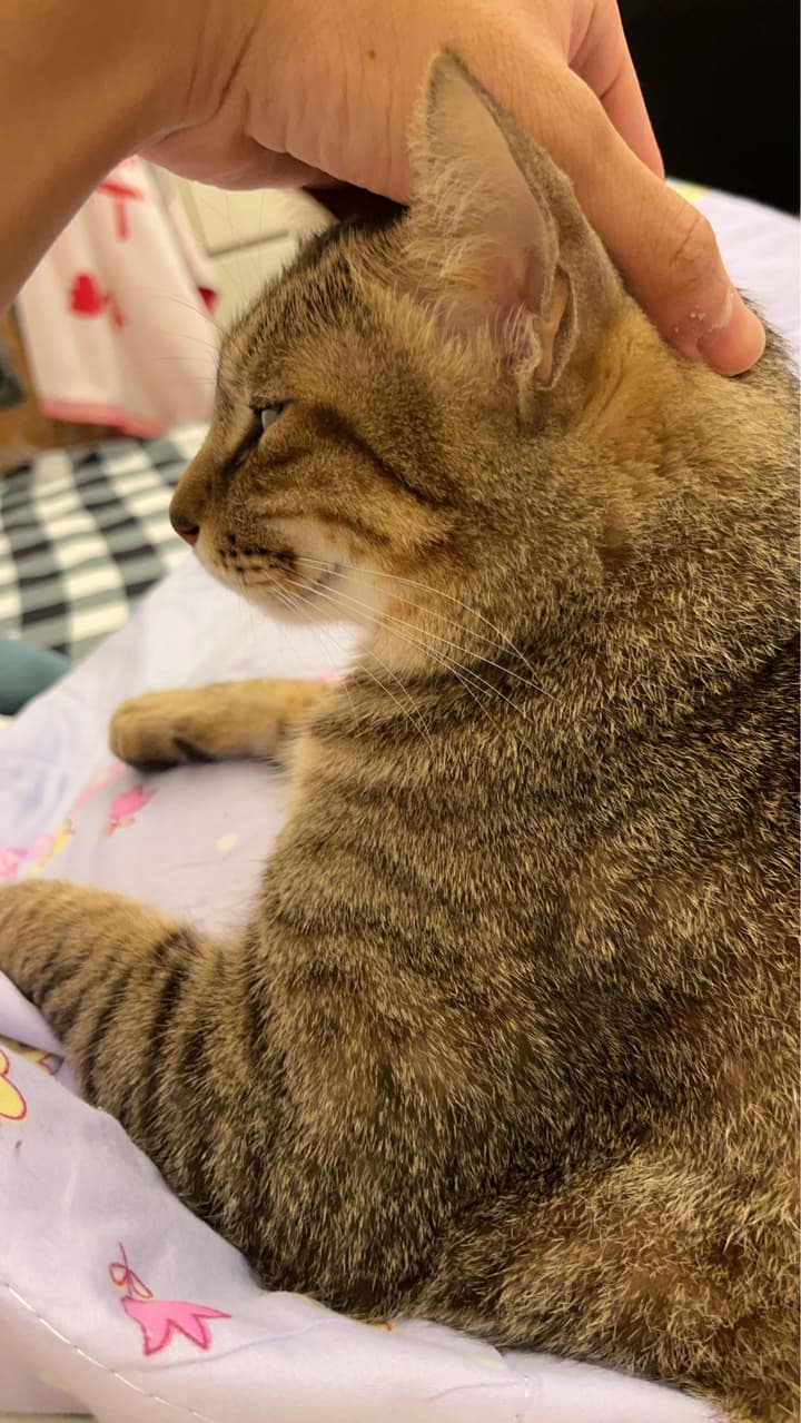 用過的交友軟體just date - 感情板 | Dcard