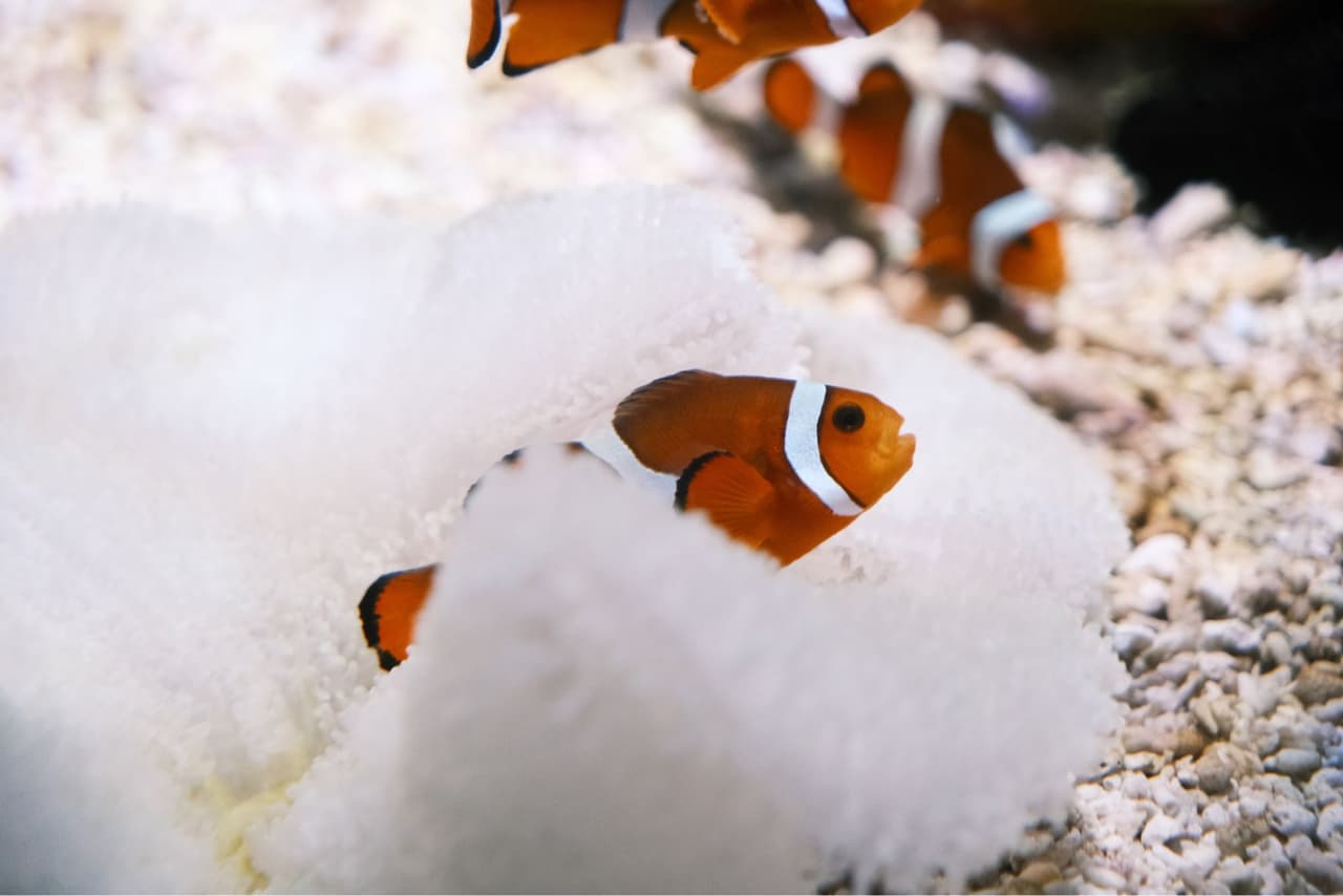 京阪十天九夜非專業分享-Day8.9（上） - 日本旅遊板 | Dcard