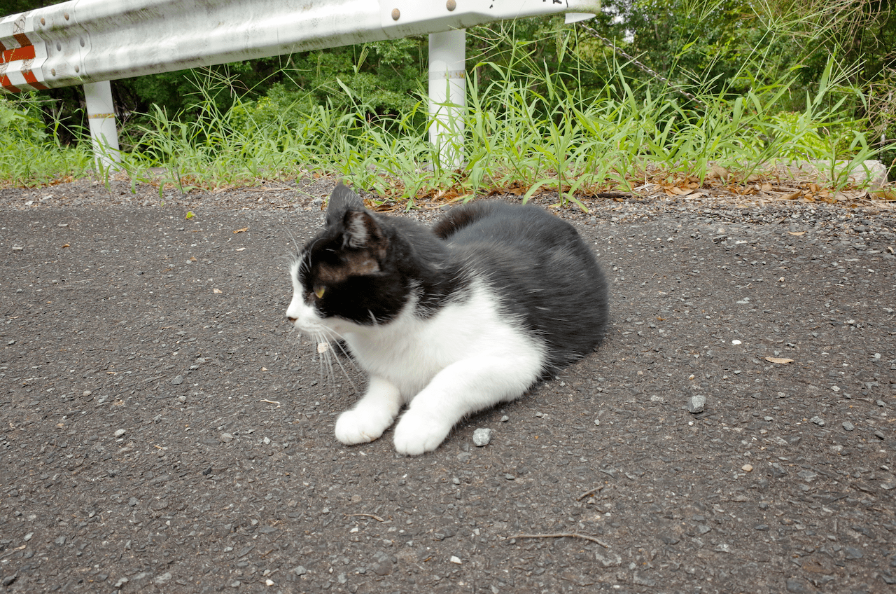 日本－豐島：愛上瀨戶內海的藍 Part2 - 厭市女子日常 (@na_22) | Dcard