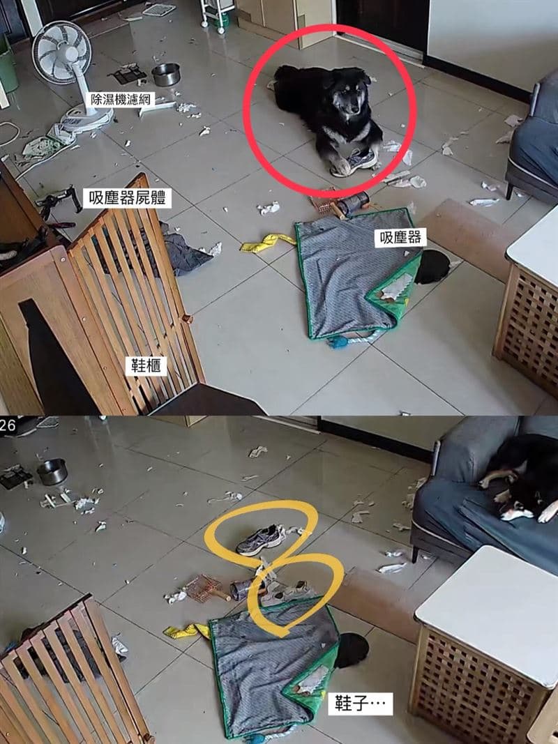 最萌混血「哈士金」破壞力極強！PS5、AirPods全遭咬爛 - SETN三立新聞網 (@setn54) | Dcard