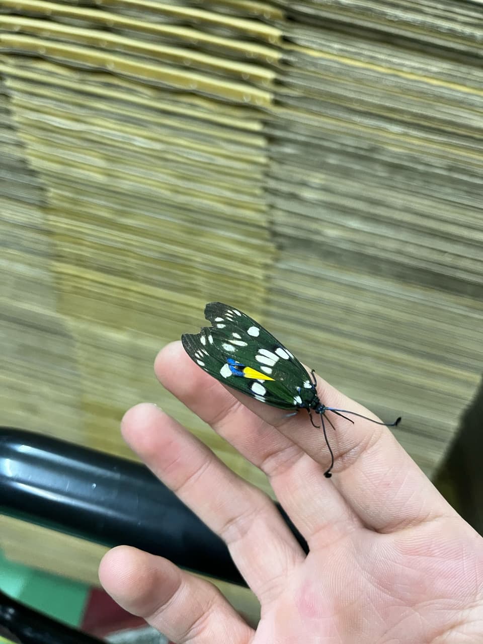 鑑定 有人知道這是什麼蟲嗎? 昆蟲板 Dcard